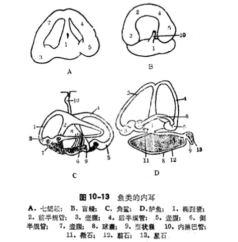 鱼类学详解：形态构造与生理机能 Csdn博客