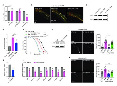 The Conserved Pmk 1p38 Pathway Is Required For The Attenuated