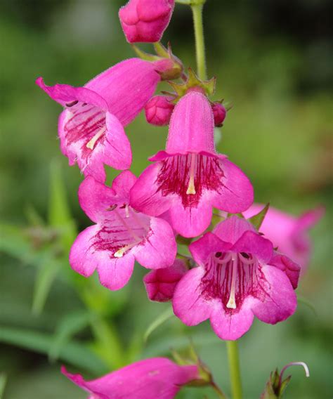 16 Beautiful Penstemon Varieties For Your Planting Scheme Gardeningetc