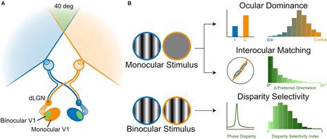 Frontiers Neural Circuits For Binocular Vision Ocular Dominance