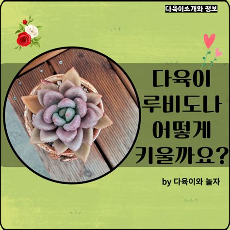 다육식물 루비도나 정보 키우는 방법 네이버 블로그