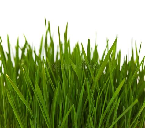 Grass Border Stock Image Image Of Isolated Frame Copy 19907971