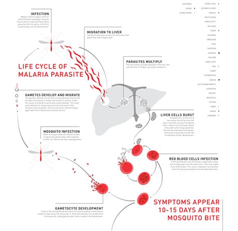 Malaria Infographic On Behance