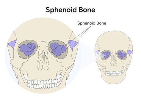 Premium Vector Anatomy Human Skull Infographic Sphenoid Bone In Vector