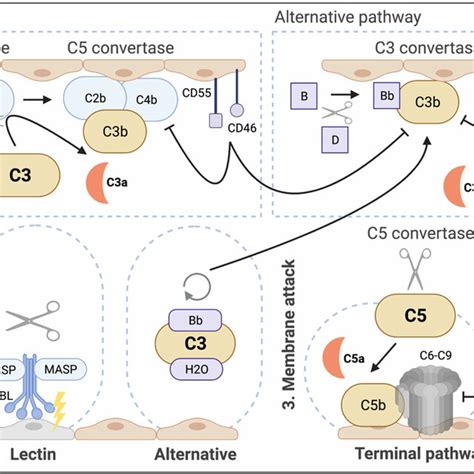 Mechanisms Of Complement Activation Shown Is A Schematic Of The Download Scientific Diagram