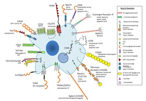 Figure 2 From The Mononuclear Phagocytic System Generation Of Diversity Semantic Scholar