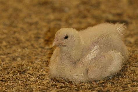 Optimising Feed Utilisation With Guanidinoacetic Acid Poultry World