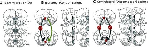 Infralimbic Prefrontal Cortex Interacts With Nucleus Accumbens Shell To Unmask Expression Of