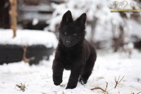 Чорна Німецька Вівчарка Довгошерста КСУ 17 000 грн Собаки Дніпро на Olx