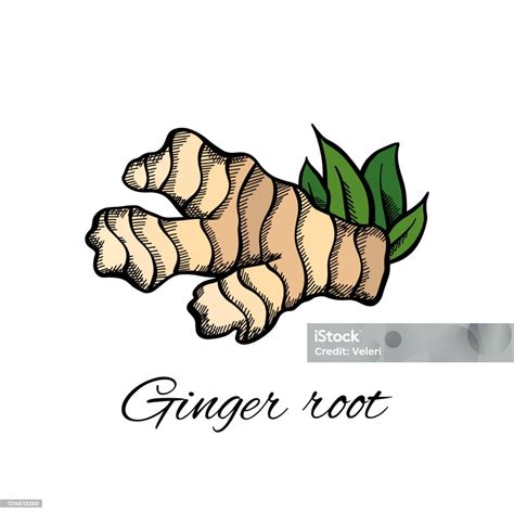 생강 뿌리의 색상 스케치와 흰색 배경에 비문과 잎 부화와 조각 그림 건강한 음식 벡터 오브젝트 강황에 대한 스톡 벡터 아트 및