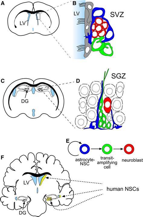 Subventricular Zone Mouse Brain Subventricular Zone Mouse Brain
