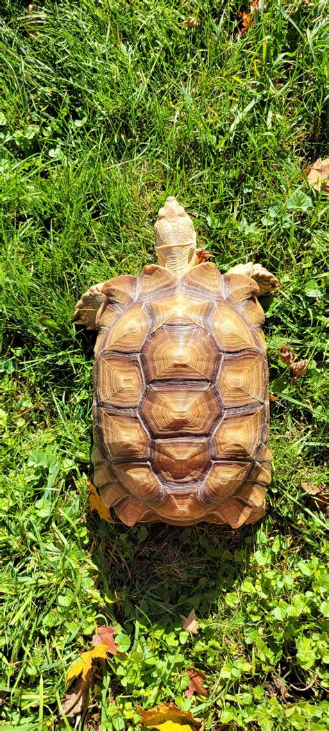 We Had Bowser Since June 9th And Now His Shell Has White Lines And