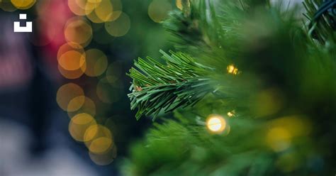 배경에 조명이 있는 크리스마스 트리의 클로즈업 사진 Unsplash의 무료 식물 이미지