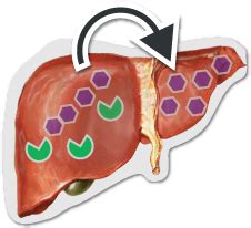 Regulación De La Glucosa