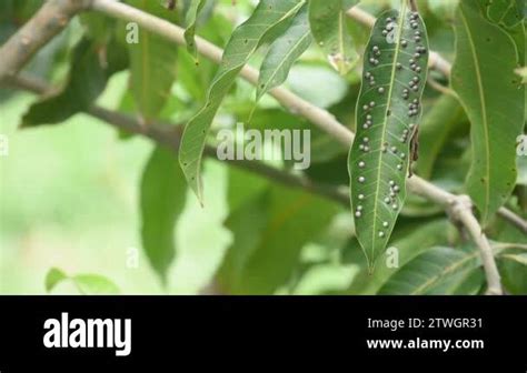 Mango Disease Stock Videos And Footage Hd And 4k Video Clips Alamy