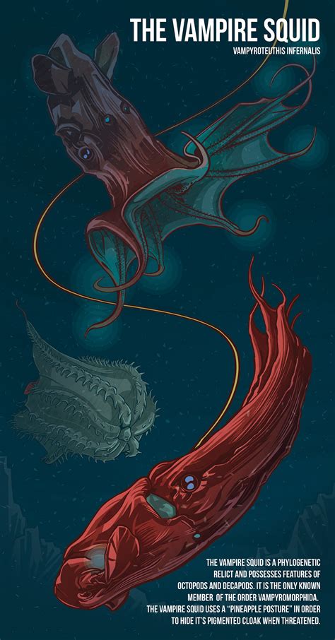 Vampire Squid From Hell Drawing