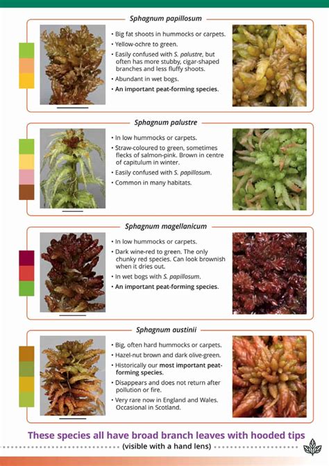 Sphagnum Moss Diagram