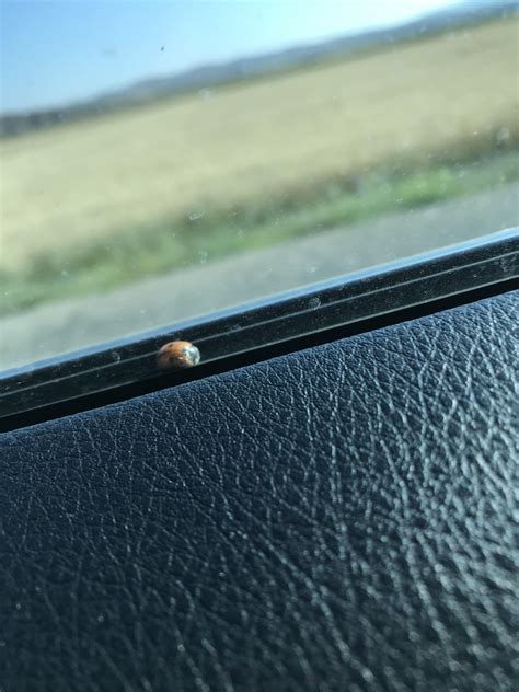 Ladybug Scrolller