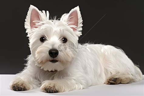 可爱的西高地犬高清图片下载 正版图片600869458 摄图网