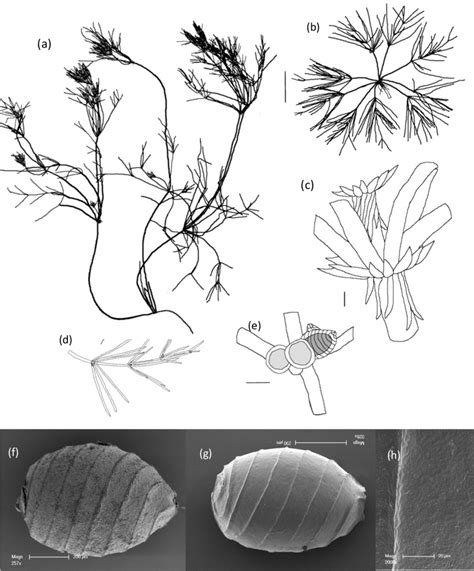 Lychnothamnus Barbatus A Overall Morphology Of The Plant B Whorl Of Download Scientific