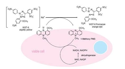 Proliferation Assay Tumor Cell Proliferation Assay Creative