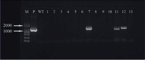 Siberia Pcr Test Results M Marker P Positive Control Wt