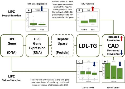 Central Illustration Multiomic Validation Of The Hepatic Lipase