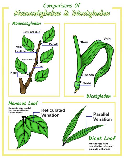 Comparaciones De Monocotiledóneas Y Dicotiledóneas Vector Premium