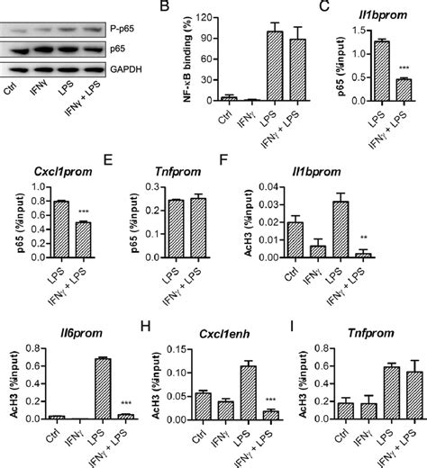 Global Nf Kb Activity Is Unaltered Whereas Nf Kb Recruitment To