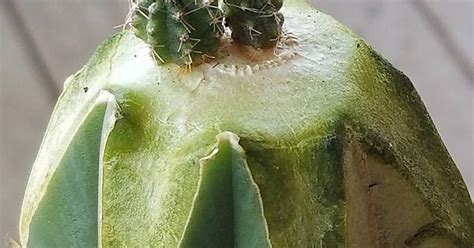 Multi Graft Example Album On Imgur