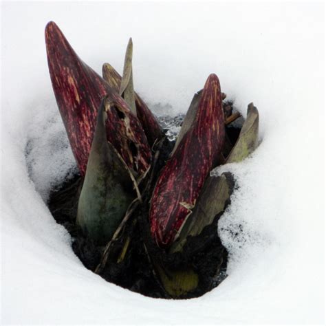 Protogynous And Thermogenic Ii By Pauldlorentz On Deviantart