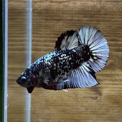 Black And White Betta Fish In Glass Case