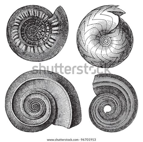 Shell Fossils Tertiary Period Vintage Illustration Stock Vector