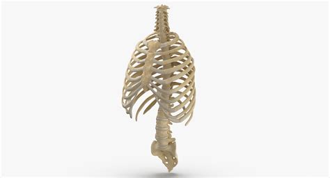 실제 인간 갈비뼈 흉부 케이지 및 척추 뼈 해부학 01 3d 모델 Turbosquid 1602414
