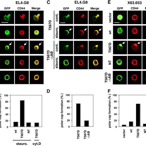 El4g8 Cells Show Polarized Morphology With A Clear Uropod That Is