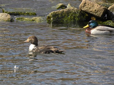 King Eider 1st Year Male La Salle Marina My Bird Of The Day