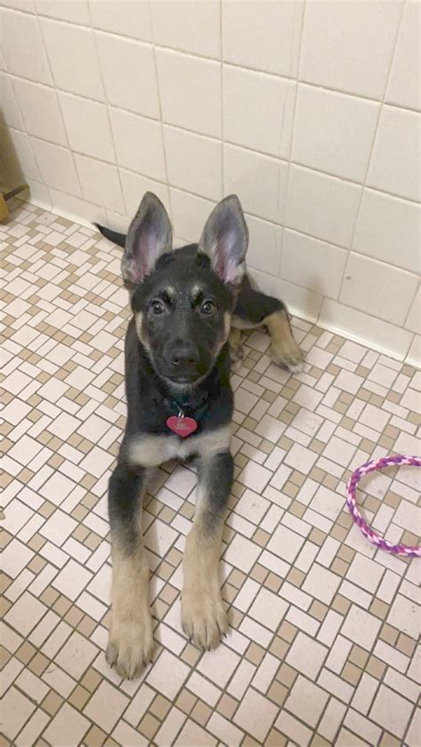 Ruby Just Leveled Up Her Service Task 11 Weeks Rgermanshepherds