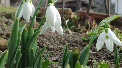 Пролетни температури в последния ден на февруари Новини бг