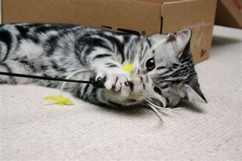 Cute Kitties 111 Pics