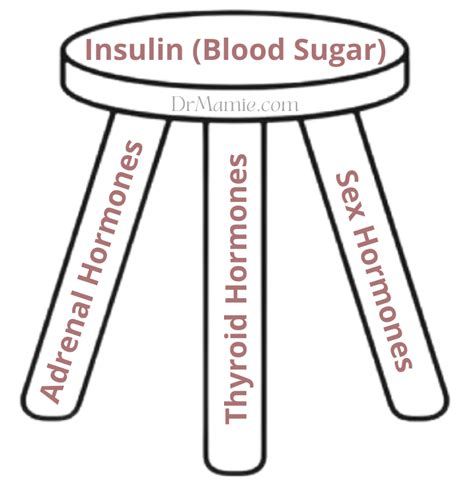 The Hormone Connection Insulin Cortisol Thyroid Sex Hormones