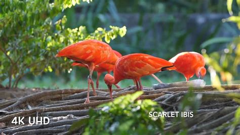 Colorful Birds In 4k Planet Earth 4k One News Page Video