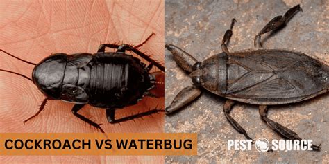 Cockroach Vs Water Bug Pest Source