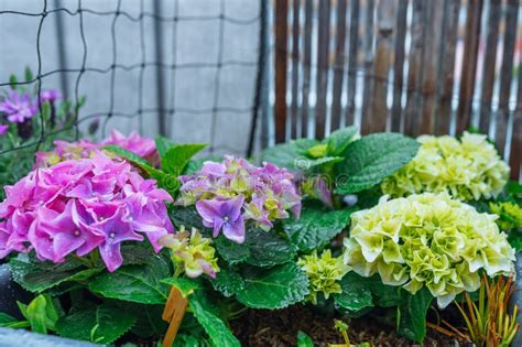 Garden Hydrangea Multi Colored Bright In Box Stock Image Image Of