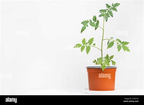 Growing Tomatoes From Seeds Step By Step Step 10 Seedlings Grow In