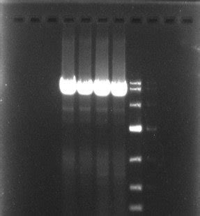 Gallery Enzyme Lab Zju