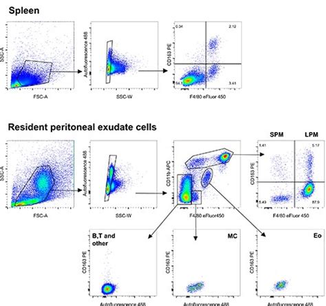 Anti Mouse Cd163 A Macrophage Marker For Flow Cytometry