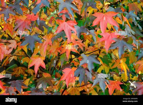 Sweet Gum Tree Leaves In Autumn Liquidambar Styraciflua Pendula Stock