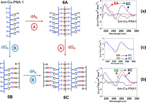 Two Pathways A And B Lead To The Same Final Double Duplex Of Triplex Download Scientific