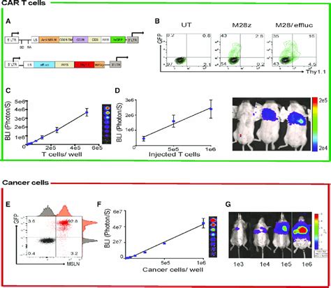 In Vitro And In Vivo Standardization Of Car T Cell And Cancer Cell Download Scientific Diagram