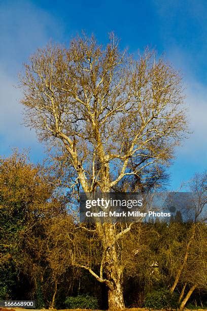 Sycamore California Photos And Premium High Res Pictures Getty Images